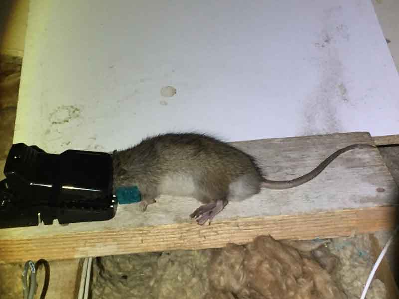 Rat Flap Ireland - Rat Pest Control Solutions